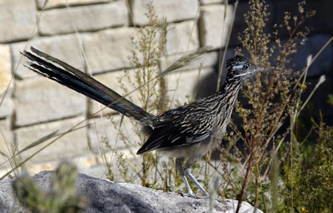 Darlings of the American Deserts: Photos of the Greater Roadrunner ...