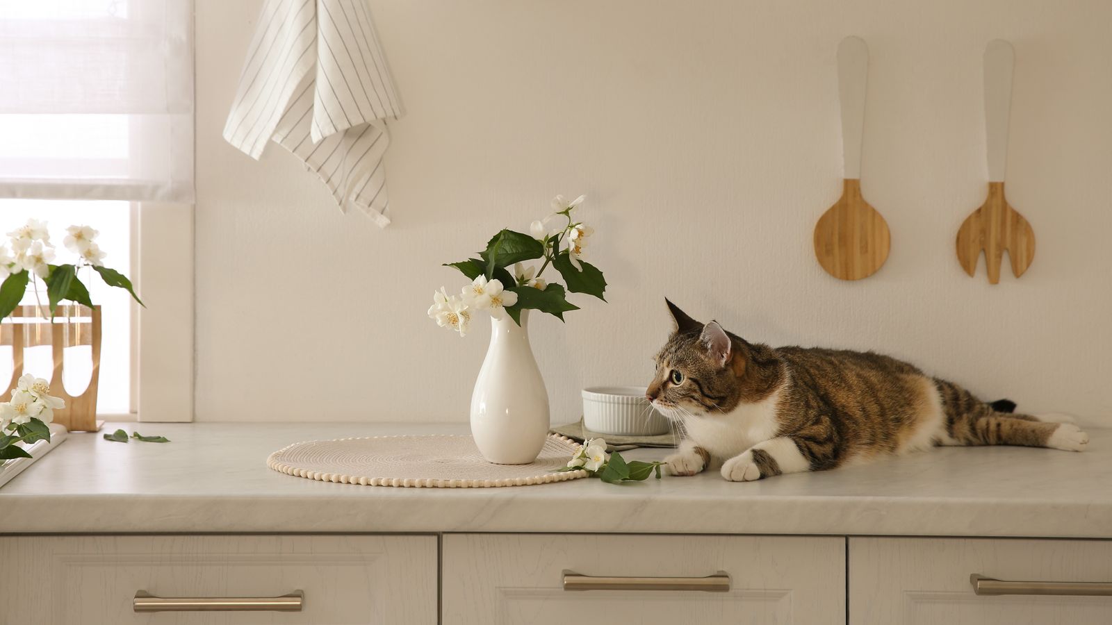 How to keep cats off counters – 7 clever ways | Real Homes