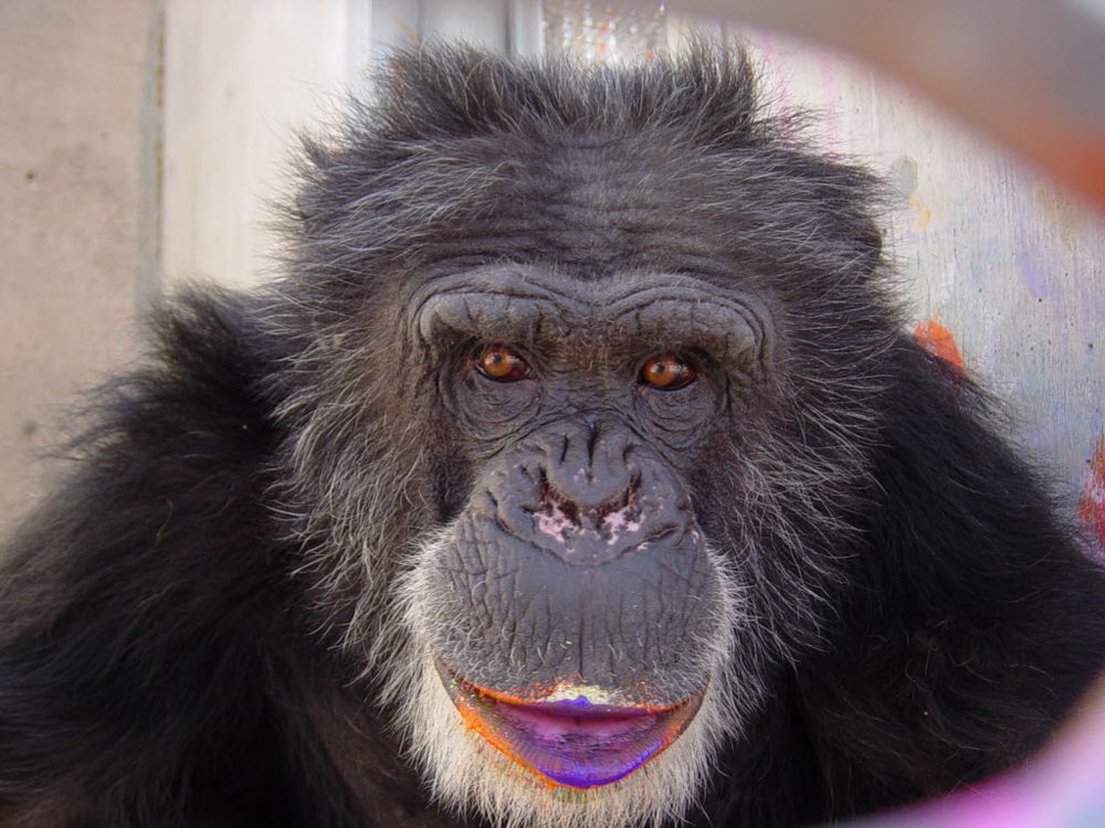 Chimp-Painted Art is Expressive, Even When Painted by Tongue (Op-Ed ...
