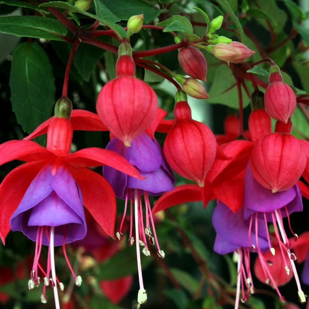 Best Flowers for Window Boxes — 6 Lively Blooms Experts Love | Livingetc