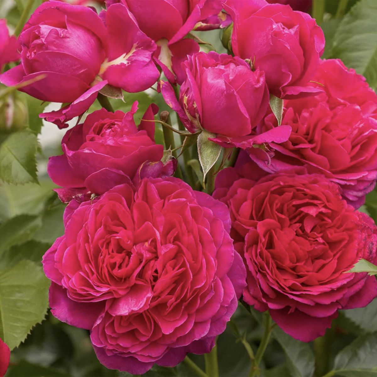 How to grow the Queen of Sweden rose like David Beckham and where to ...