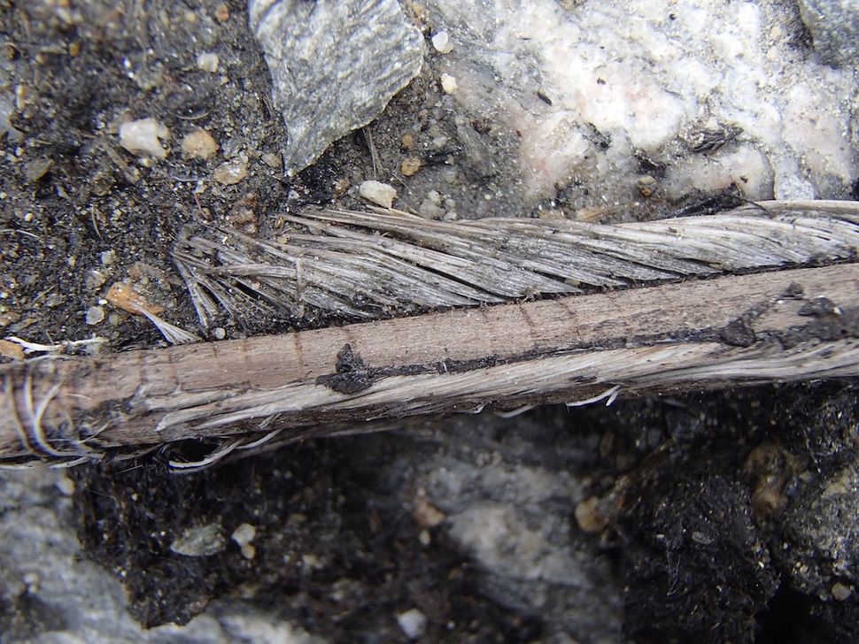 Photos: Ancient Arrows from Reindeer Hunters Found in Norway | Live Science