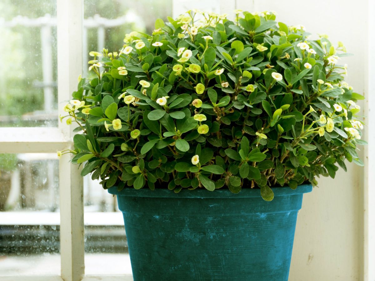 Keeping Small Topiaries In The Home – How To Grow An Indoor Topiary ...