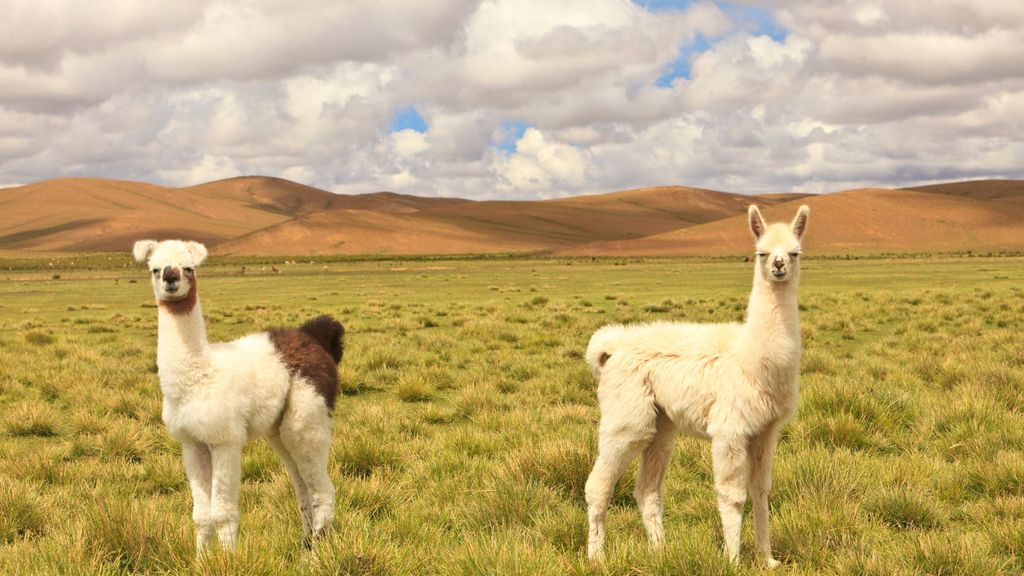 32 of the most unusual pets ever owned | PetsRadar