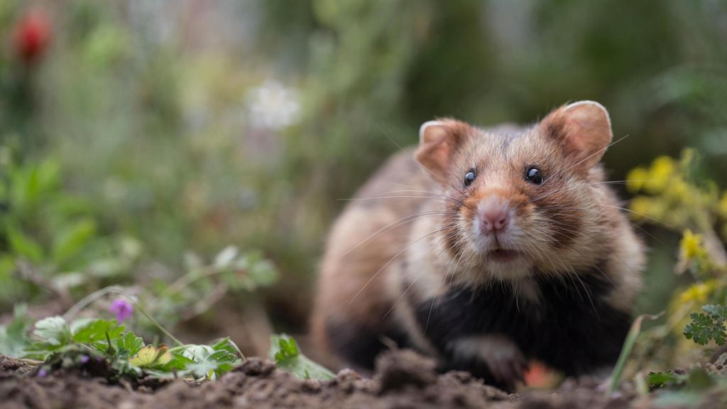 32 hamster care tips from a long-time hamster parent | PetsRadar