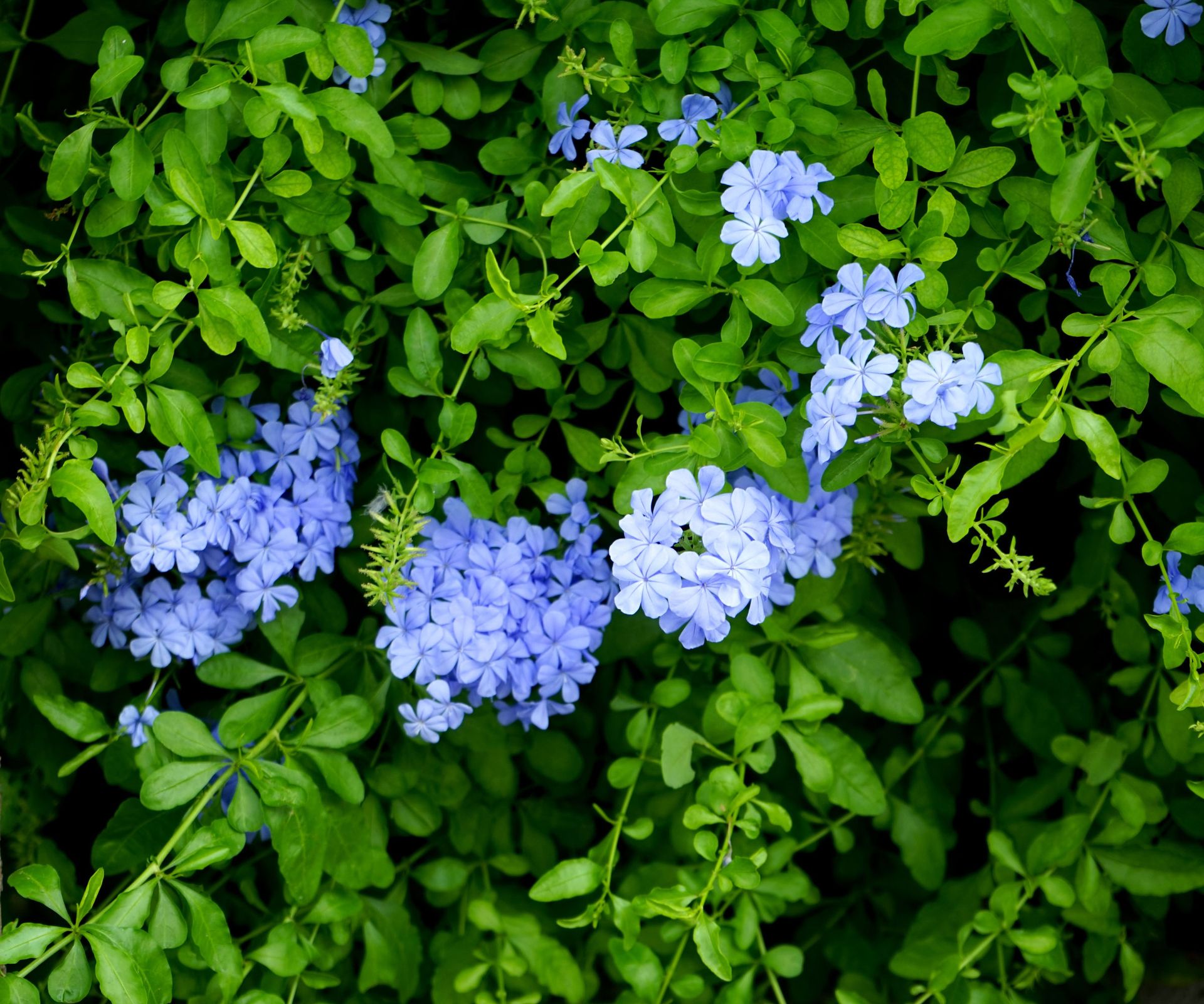 Fancy A Blue Garden Design? Try These Plants For Inspiration ...