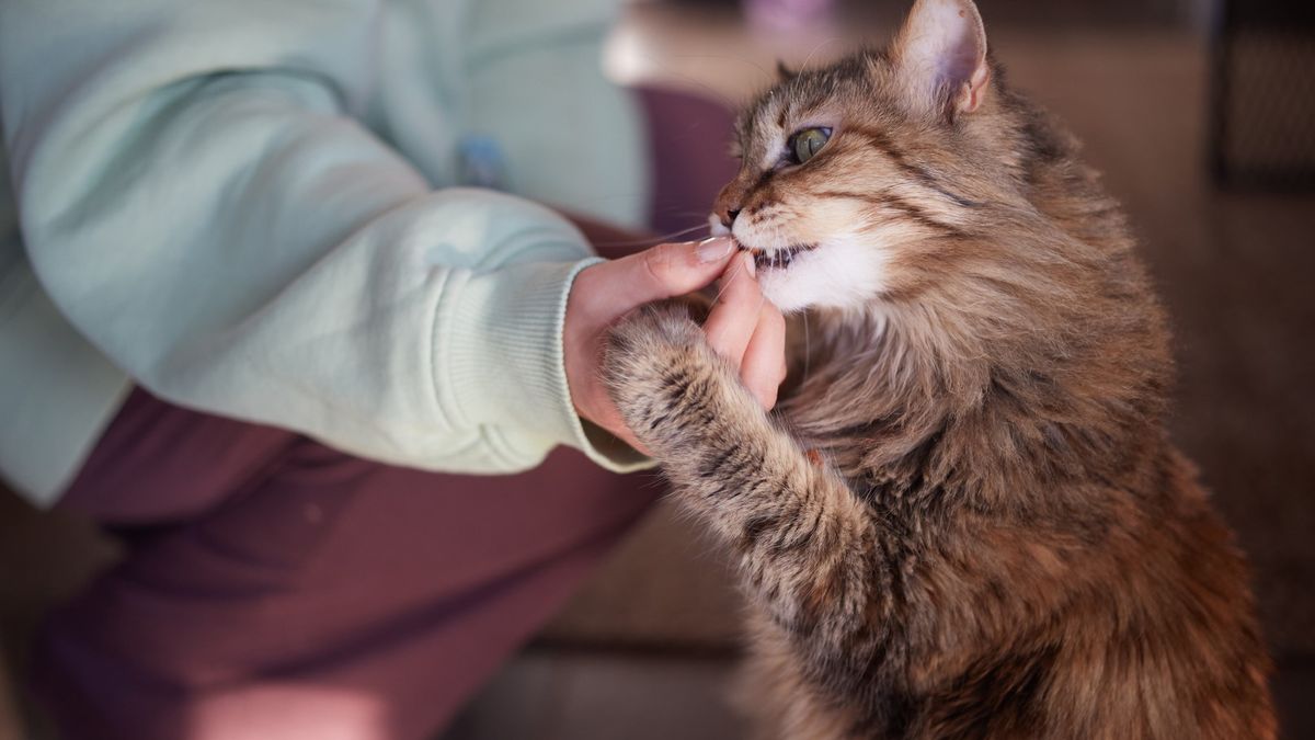 32 tips for taking care of a large-breed cat | PetsRadar