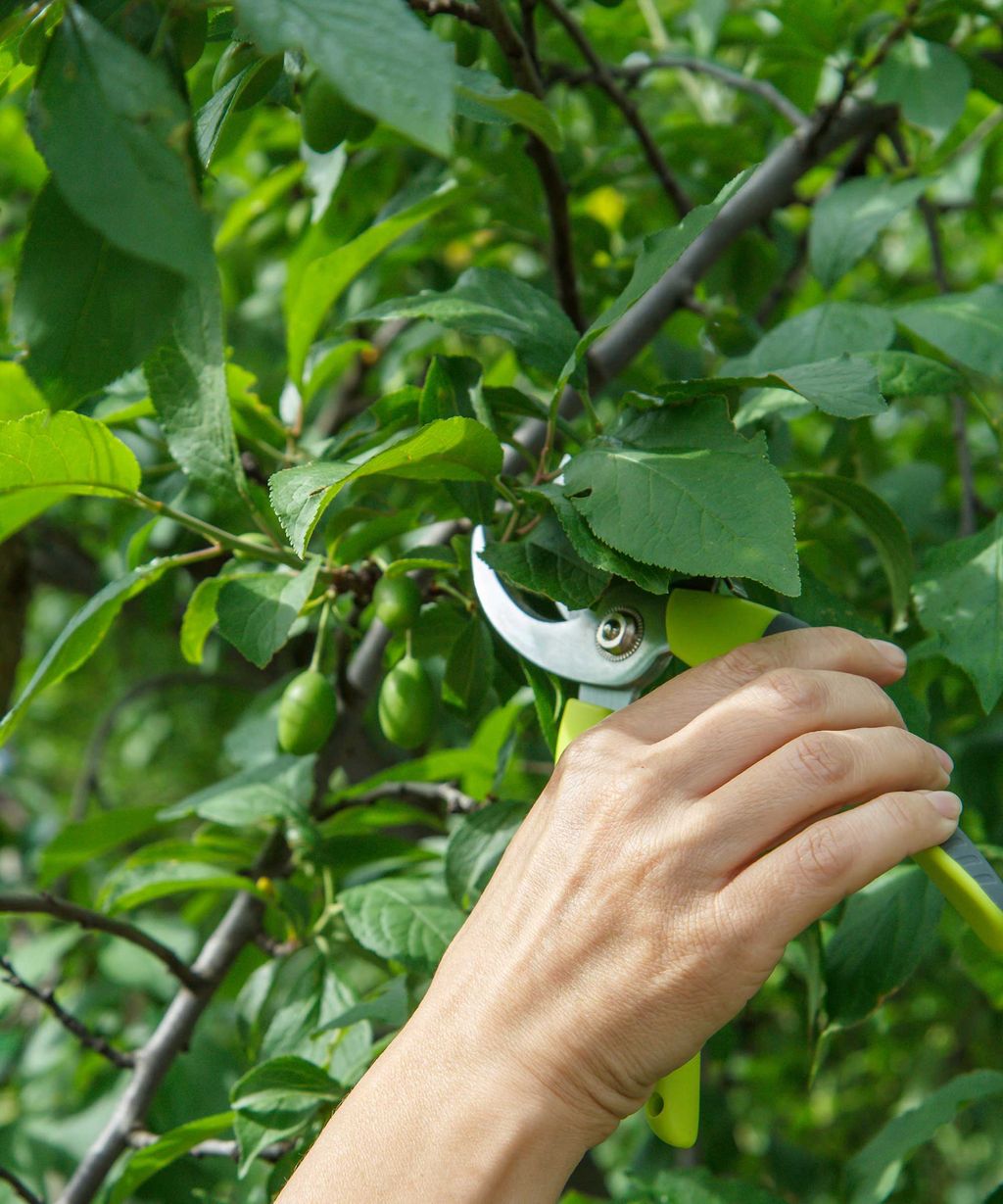 How to prune a plum tree: easy steps to keep cordon, bush or pyramid ...