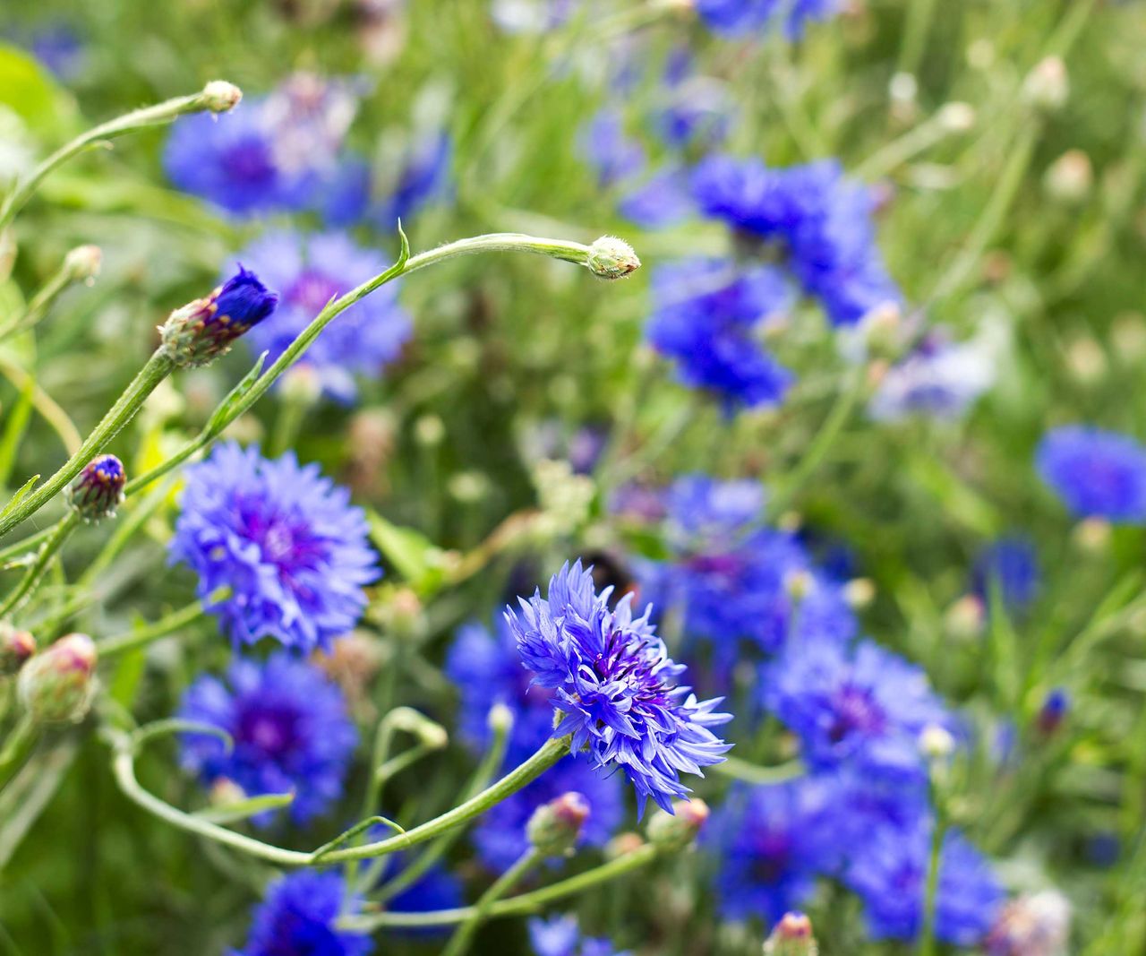 Flowers to plant in September - 7 of the best to sow | Homes and Gardens