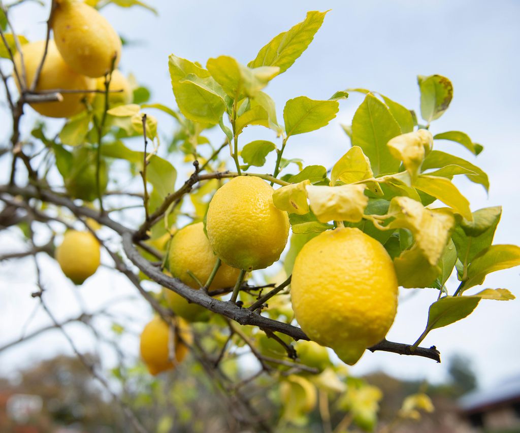Five Common Lemon Tree Diseases – And How To Avoid Them! | Gardening ...