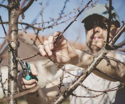 Tree pruning mistakes to avoid making in your backyard | Homes and Gardens