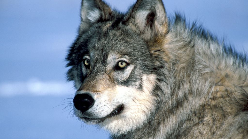 Return of wolves to Yellowstone has led to a surge in aspen trees ...