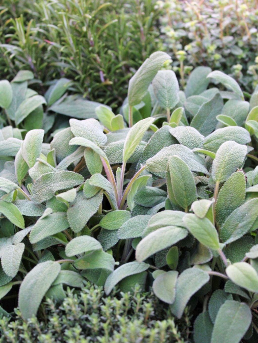 Evergreen Herb Garden - Types Of Evergreen Herb Plants For The Garden ...