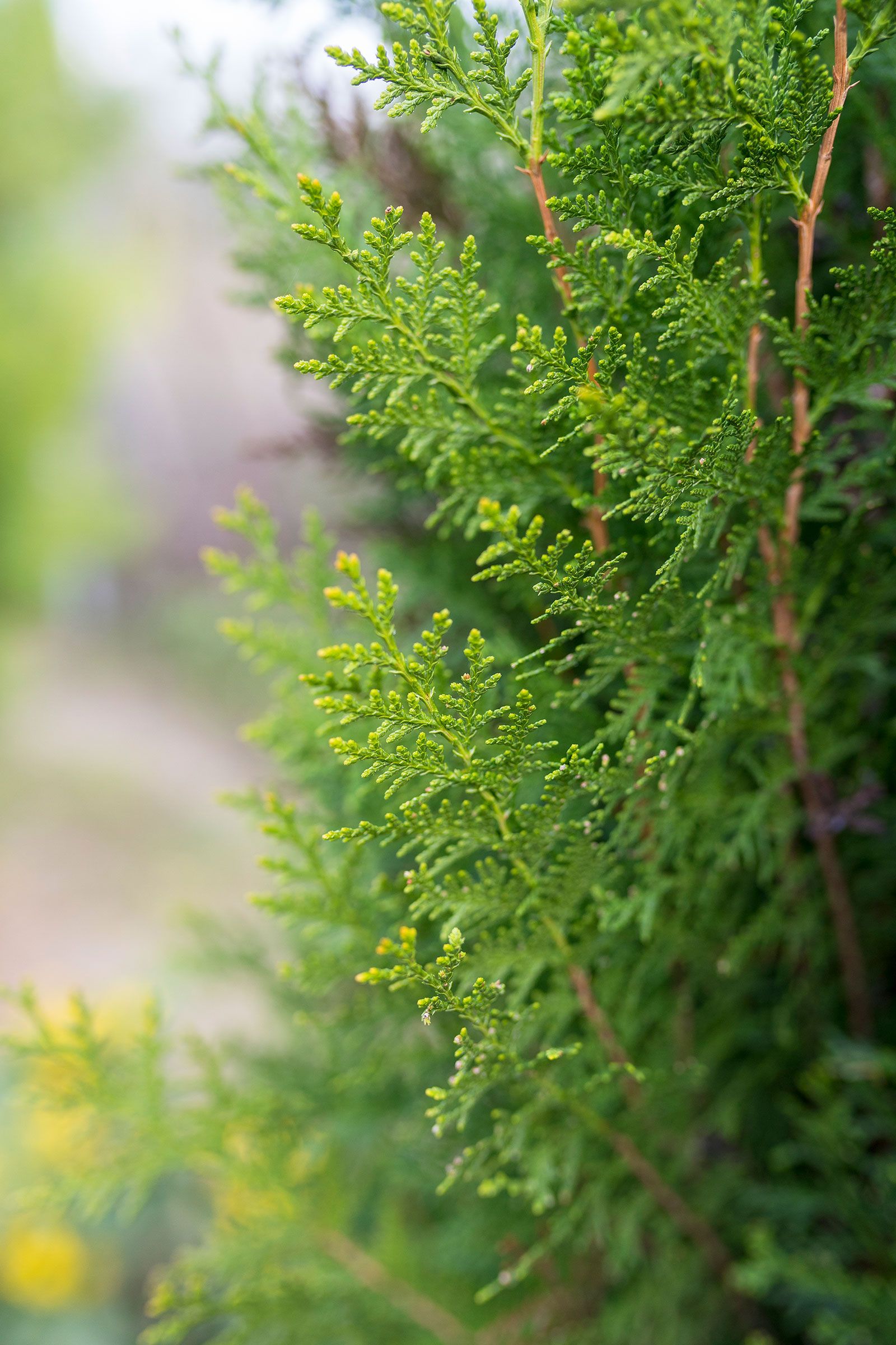 Best trees for privacy – 15 ideas to screen your yard | Homes and Gardens