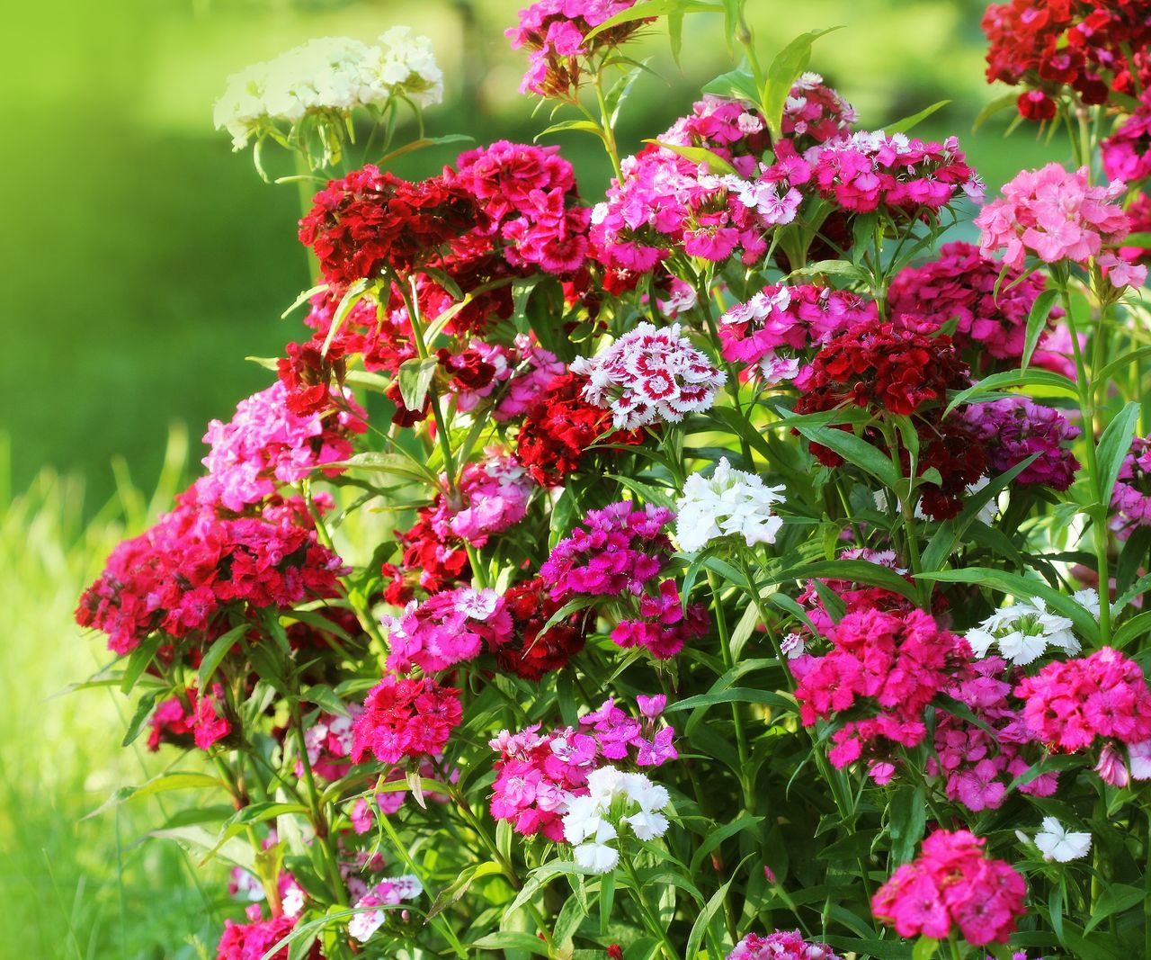How to grow sweet William: Expert tips | Homes and Gardens