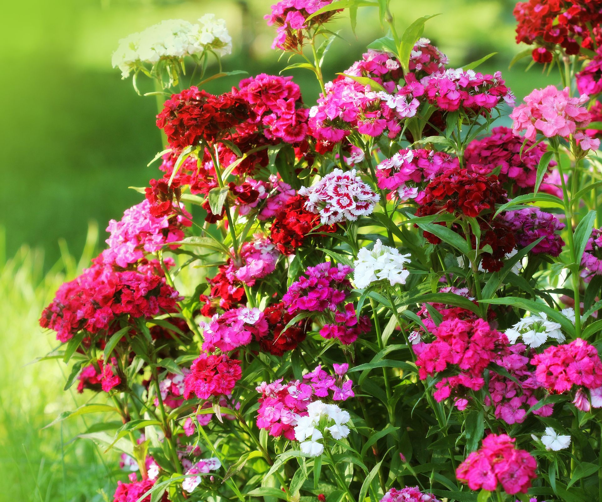 How to grow sweet William: Expert tips | Homes and Gardens