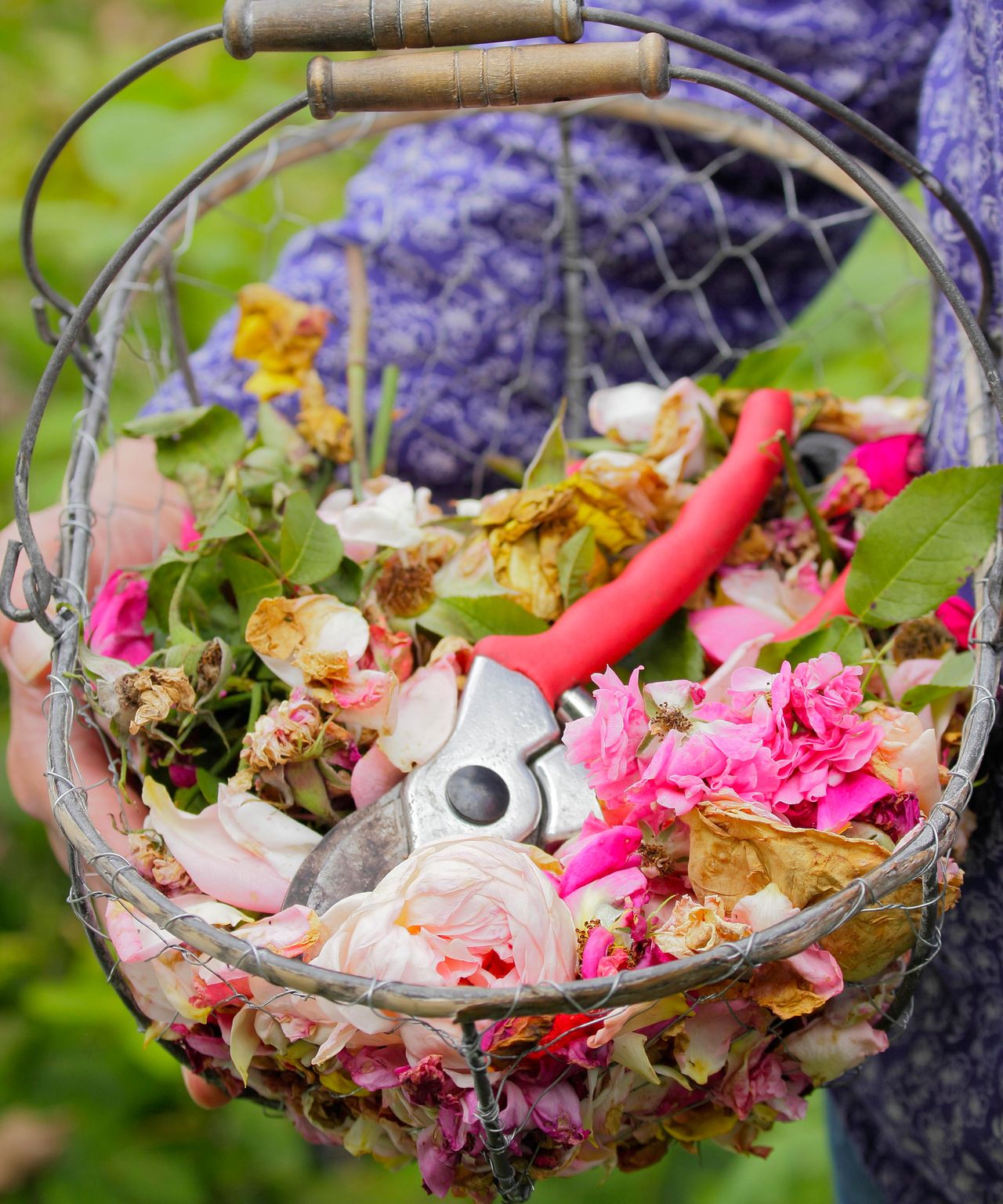 6 Natural Black Spot Remedies For Roses | Gardening Know How
