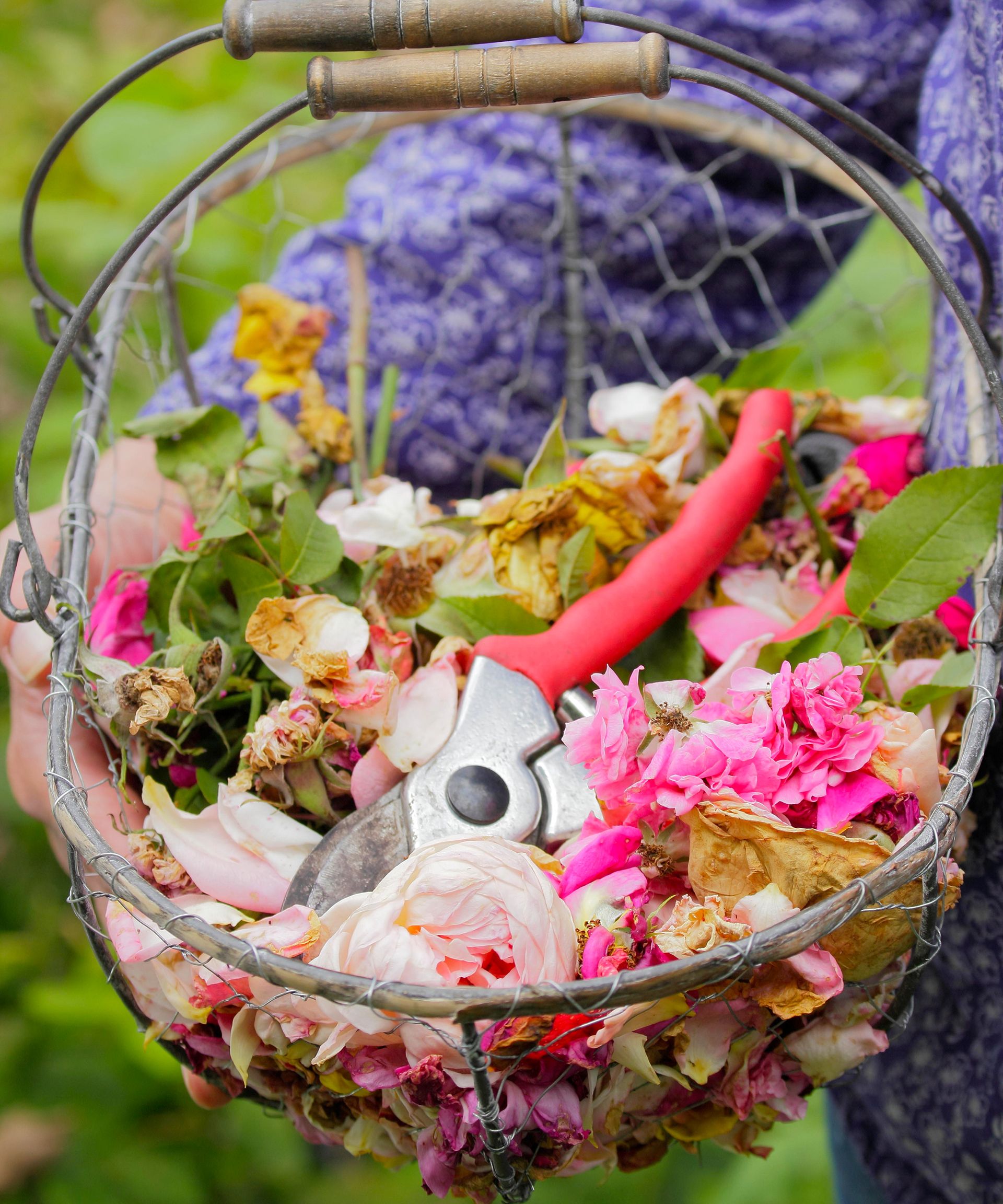 How To Prune Roses In Summer – And Why Timing Is Everything | Gardening ...