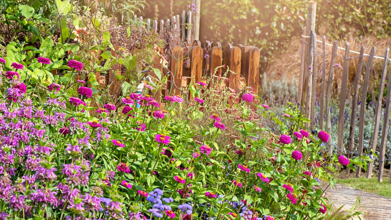 7 New & Improved Cultivars Of Old-Fashioned Plants | Gardening Know How