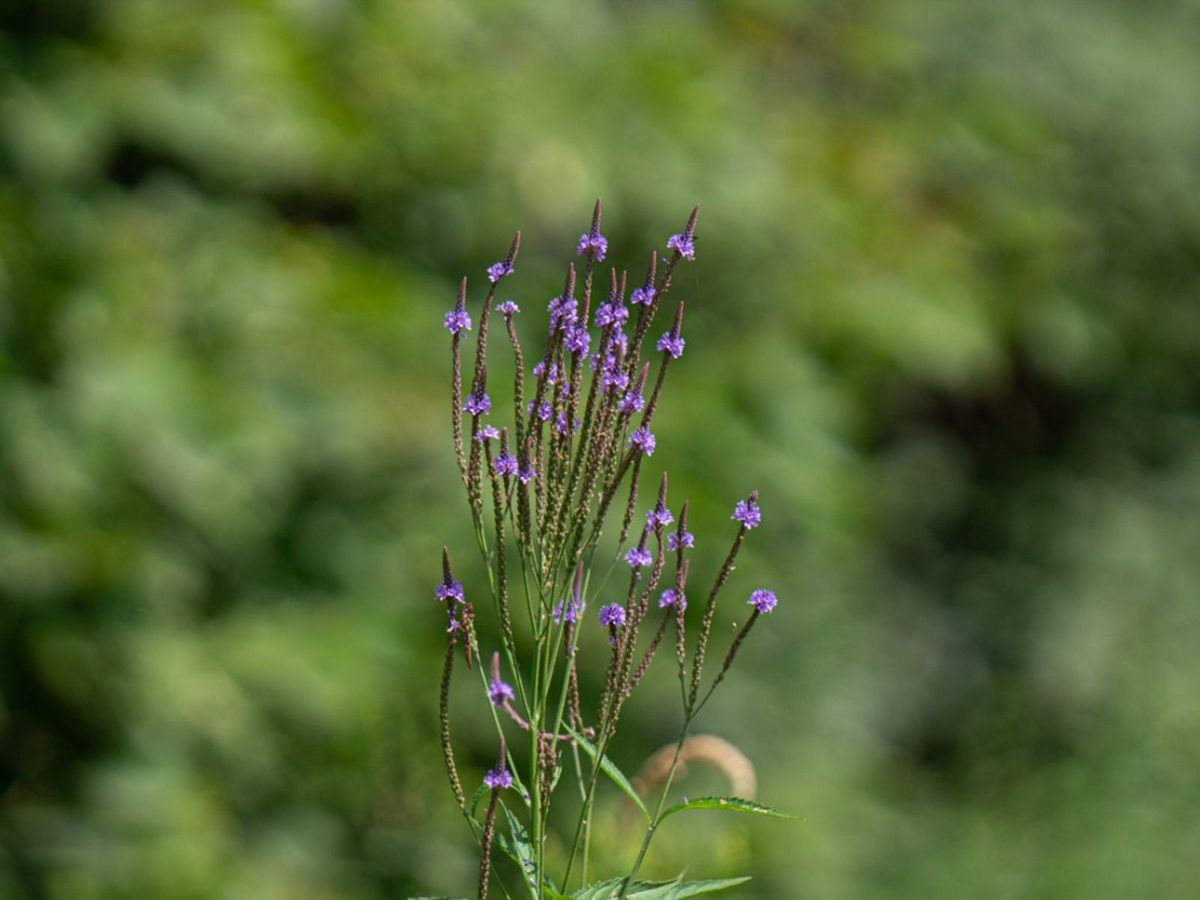 Blue Vervain Information - Care Of Blue Vervain Wildflowers | Gardening ...