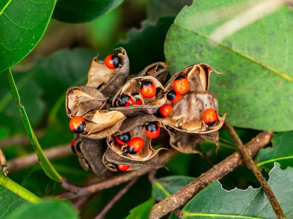 Rosary Pea Invasiveness: Learn About Rosary Pea Seed Pods And Plants ...