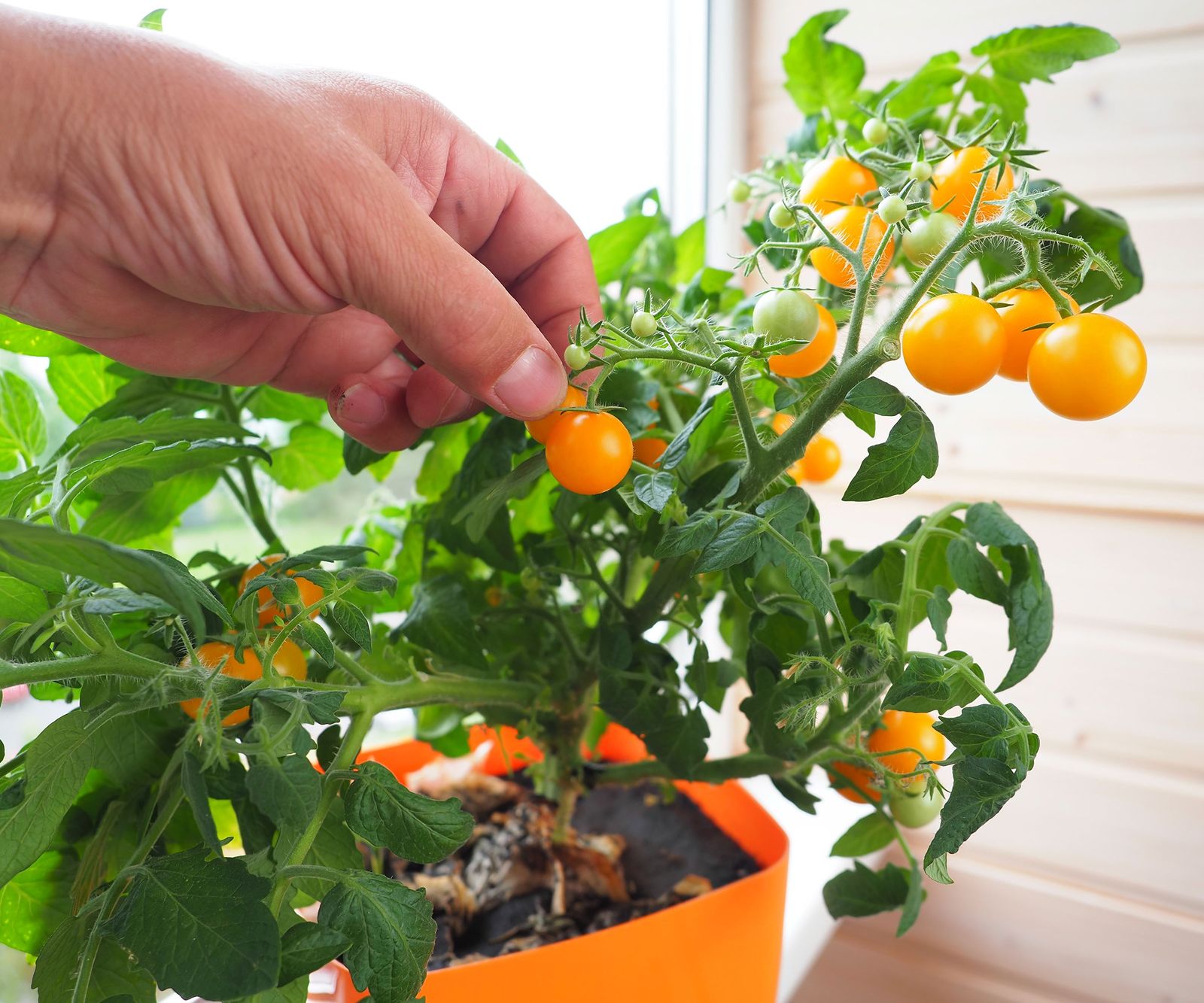The Ultimate Guide To Growing Cherry Tomatoes At Home | Gardening Know How