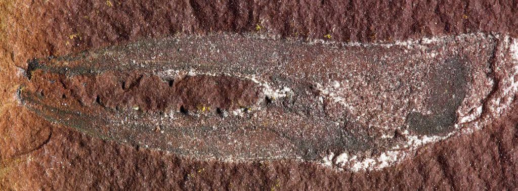 Photos: Ancient Tully Monster's Identity Revealed | Live Science