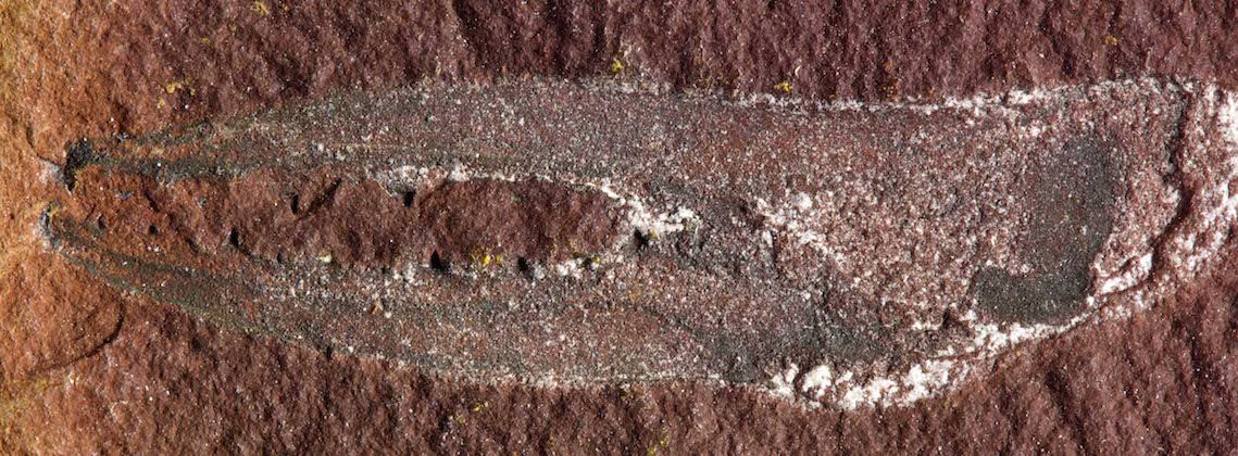 Photos: Ancient Tully Monster's Identity Revealed | Live Science