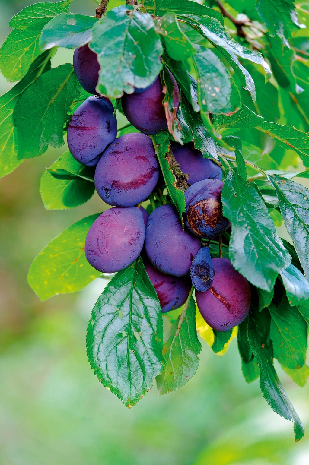 The ultimate guide to planting your own orchard: 'Getting it right is ...