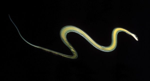 In Images: A Flying Snake of Southeast Asia | Live Science