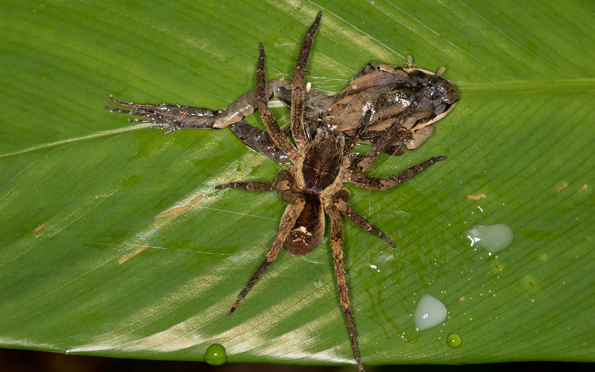 Tropical Spiders Cause 'Surprising Amount of Death,' Hunting Opossums ...