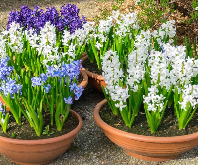Best miniature bulbs: 15 ideas for small yards and planters | Homes and ...