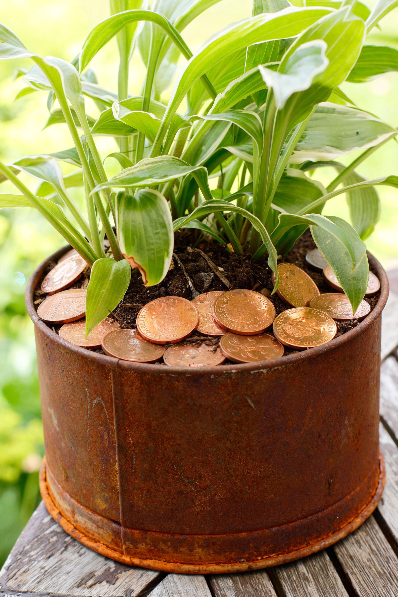 How to winterize hostas | Homes & Gardens