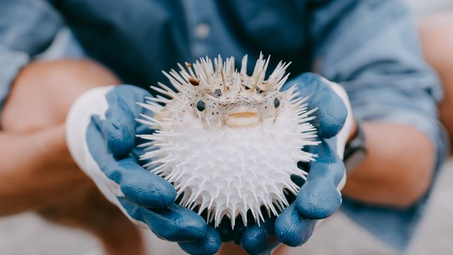 13 of the most venomous sea creatures on Earth | Live Science
