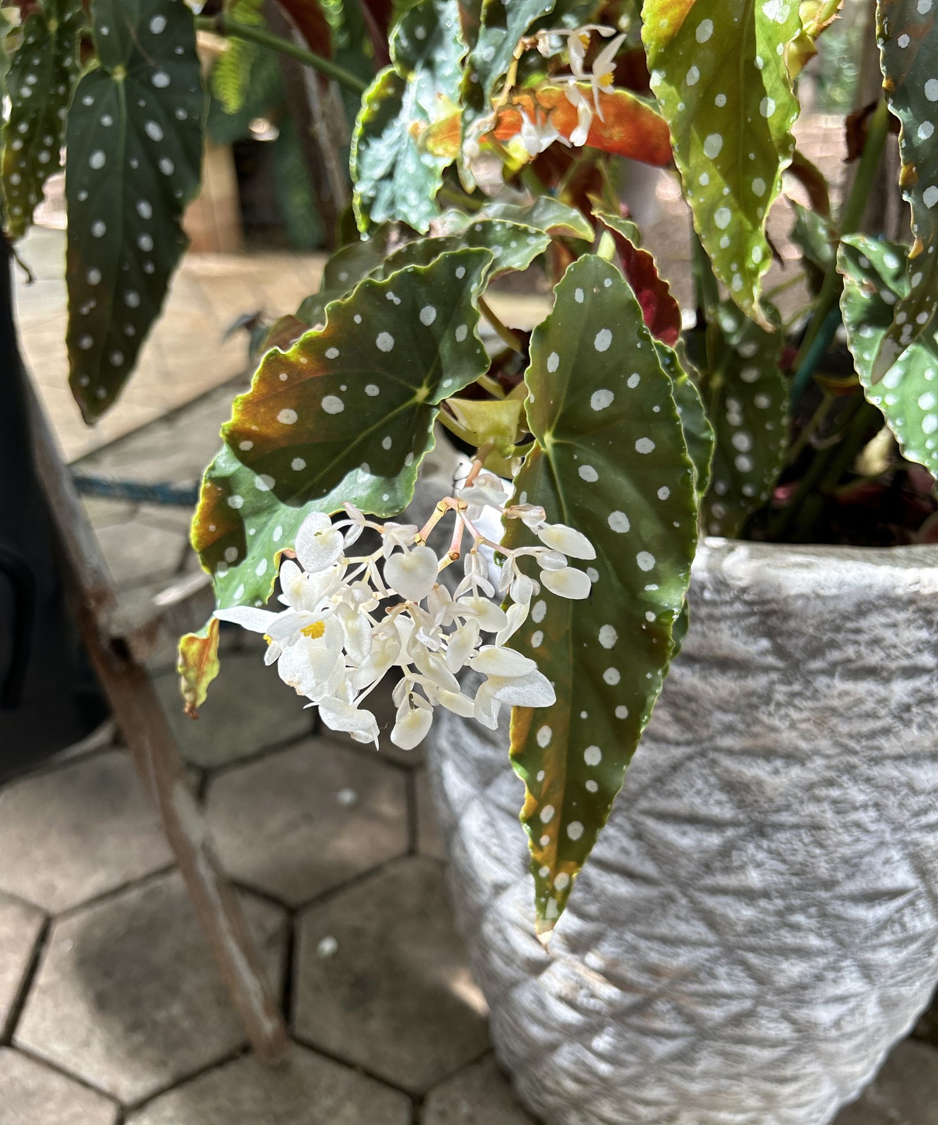 How to care for a polka dot begonia: 5 expert tips | Homes and Gardens