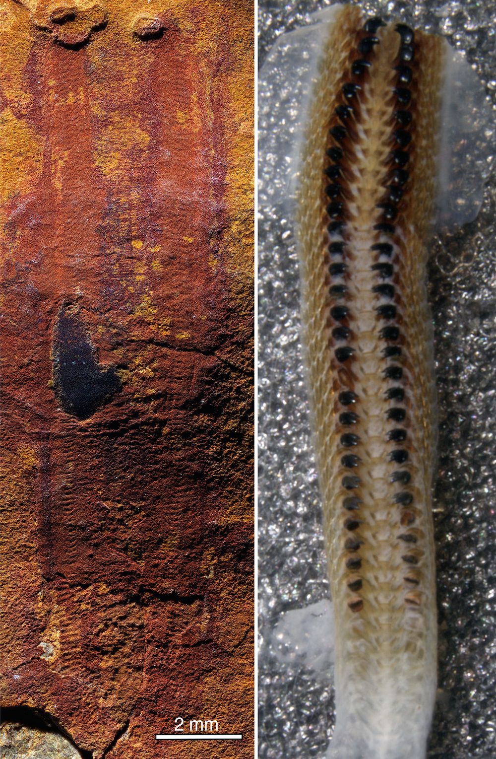 Photos: 'Hat'-Wearing Ancient Slug May Explain Mollusk Family Tree ...