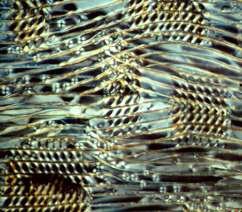 Nature Under Glass: Gallery of Victorian Microscope Slides: Page 3 ...