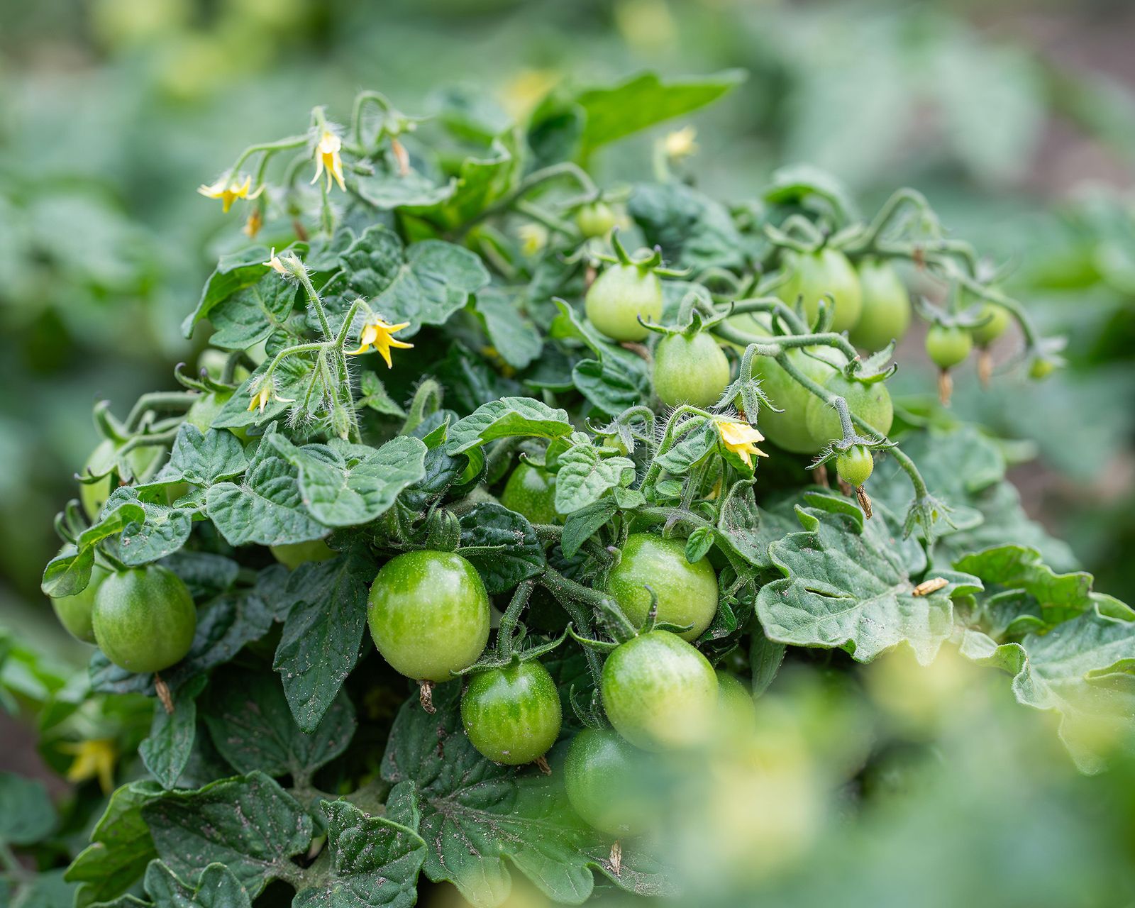 Best Determinate Tomatoes: Compact Varieties With Big Yields ...