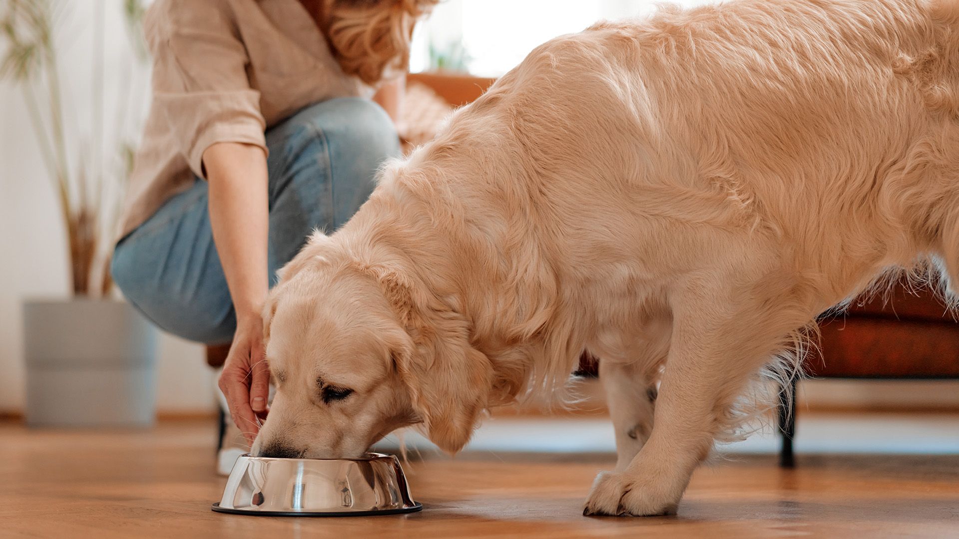 Best dog food 2025: All needs covered and how to choose | PetsRadar