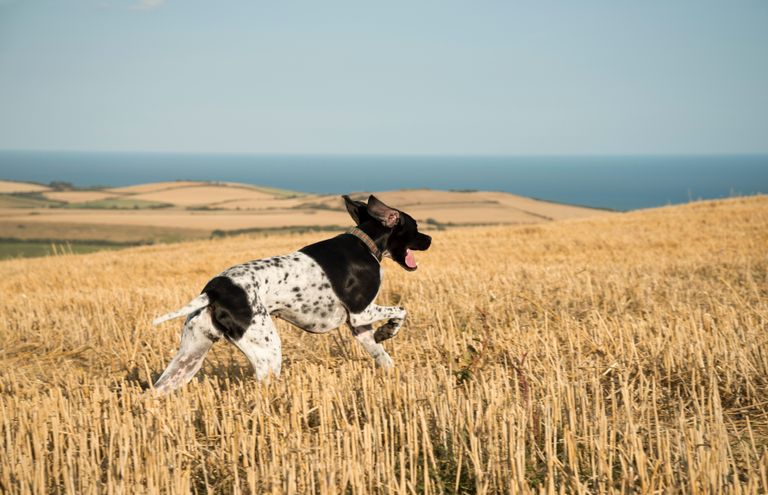 German Shorthaired Pointers: The USPs of GSPs, perhaps the ultimate all ...