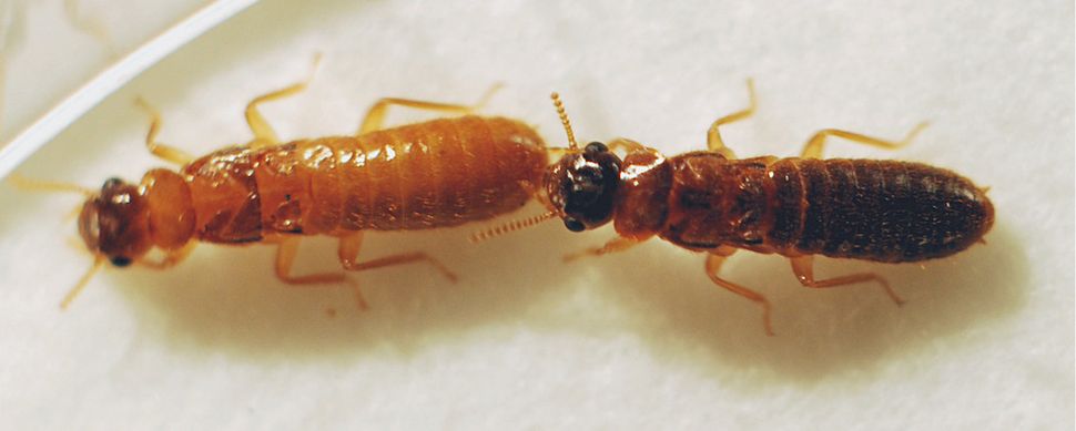 'Super' Termite Hybrid May Wreak Havoc on Florida | Live Science
