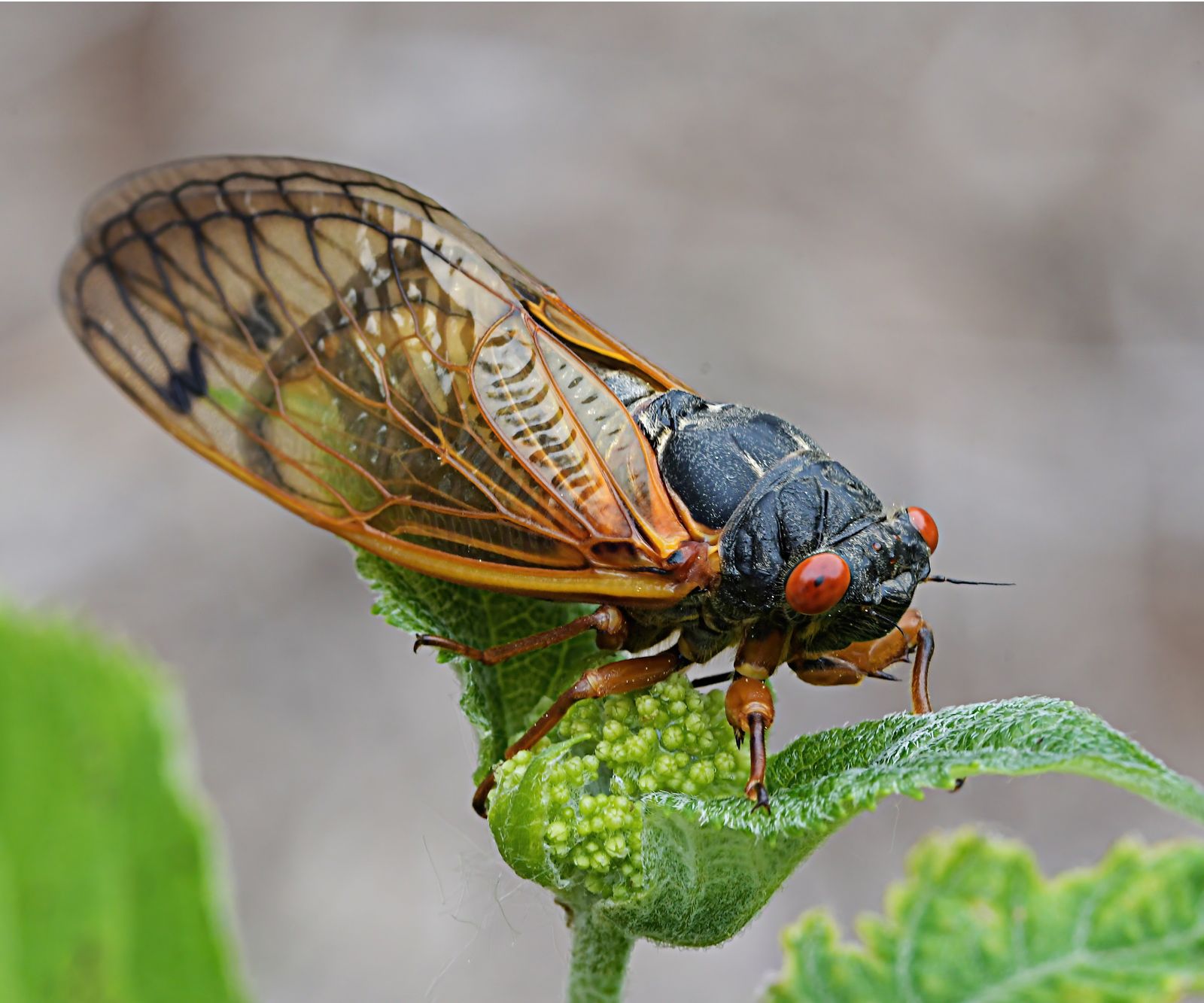 Why are there so many cicadas? And how long before they leave? | Homes ...