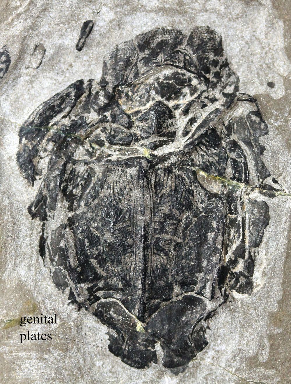 Photos: First Sex Revealed in Fossilized, Square-Dancing Fish | Live ...