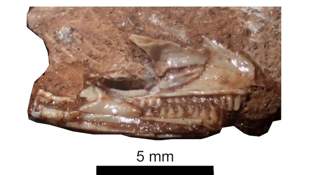Ancient lizard with teeth like butcher knives 're-calibrates the whole ...