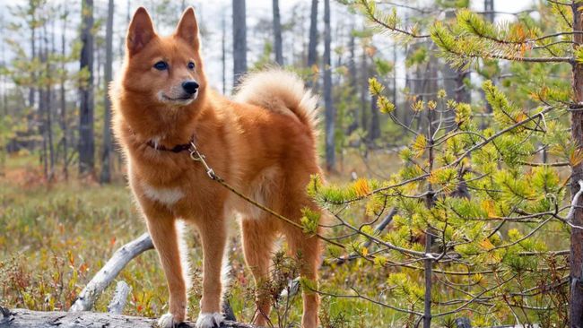 Rarest dog breeds: 10 canines you’ve never heard of | PetsRadar