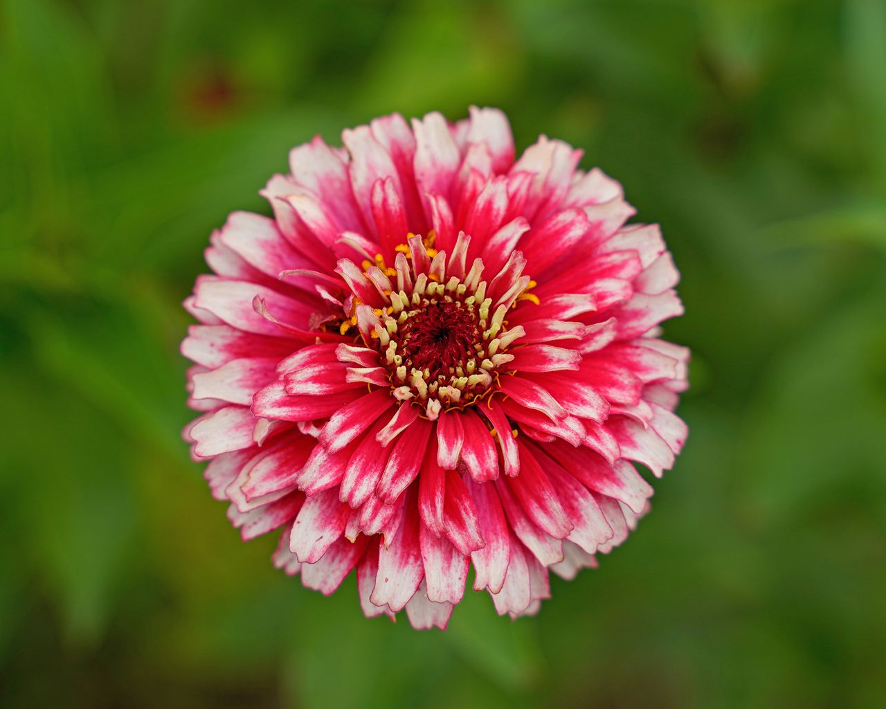 10 Cut-And-Come-Again Zinnias For Endless Summer Bouquets | Gardening ...