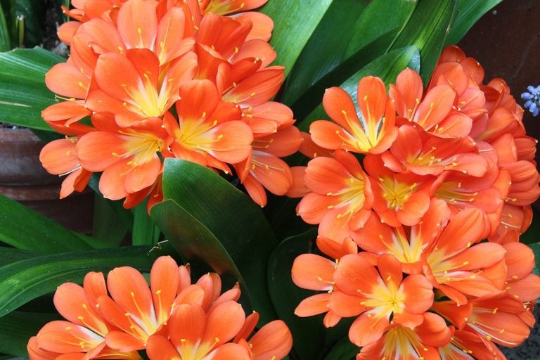Clivia Lily Outdoor Requirements - Tips For Growing Clivia Lily In The ...