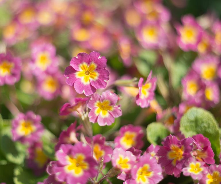 Part-shade perennials: 11 picks for your backyard | Homes and Gardens