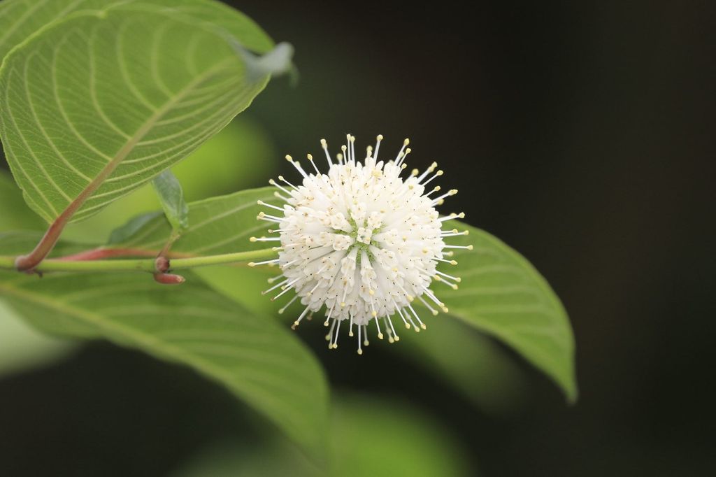 Buttonbush Plant Info - Learn About Growing Buttonbush Shrubs ...