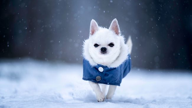 Frostbite in dogs: Symptoms, causes, treatment and vet advice | PetsRadar